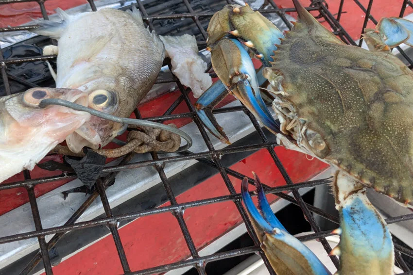 How to Catch Crabs: The Angler's Guide (Updated 2025) | Blog