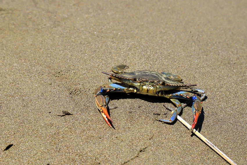 How to Catch Crabs: The Angler's Guide (Updated 2025) | Blog