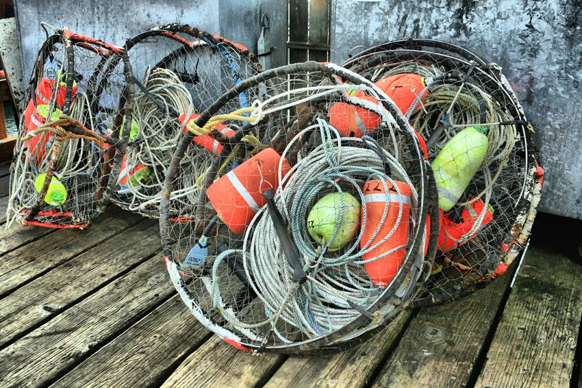 How to Catch Crabs: The Angler's Guide (Updated 2025) | Blog