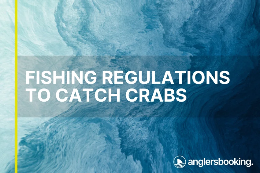 How to Catch Crabs: The Angler's Guide (Updated 2025) | Blog