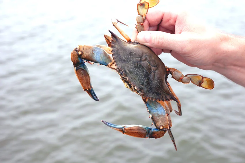How to Catch Crabs: The Angler's Guide (Updated 2025) | Blog