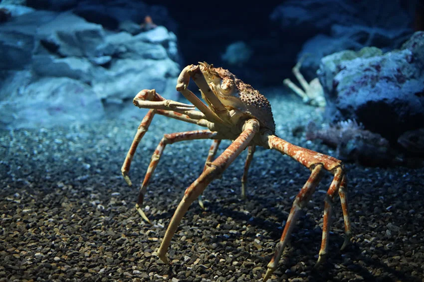 How to Catch Crabs: The Angler's Guide (Updated 2025) | Blog