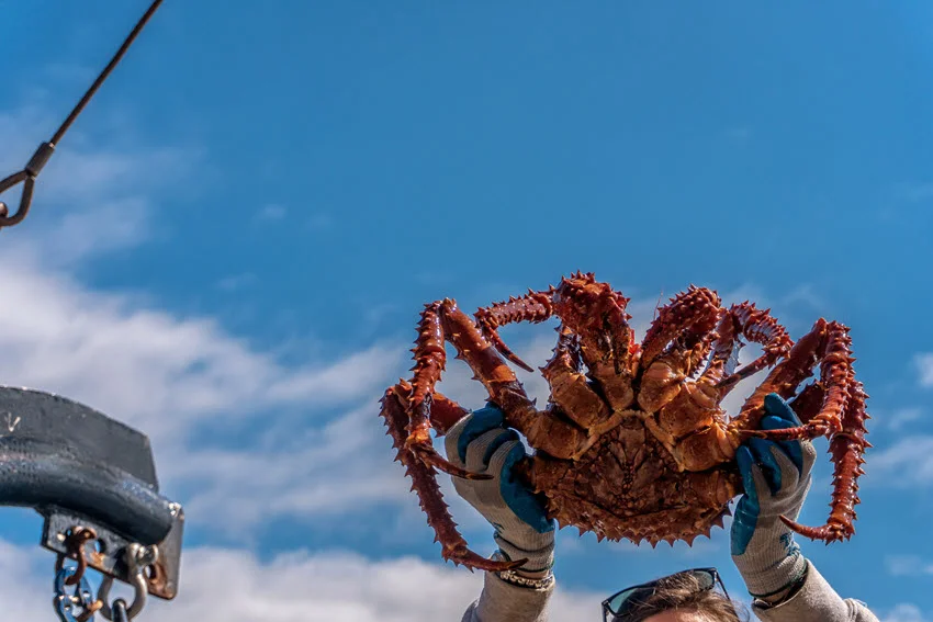 How to Catch Crabs: The Angler's Guide (Updated 2025) | Blog