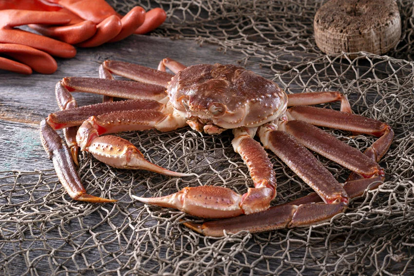 How to Catch Crabs: The Angler's Guide (Updated 2025) | Blog
