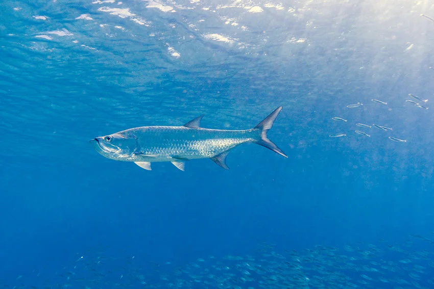 Fishing in Gulf Shores: The Ultimate Guide (Updated 2025) | Blog