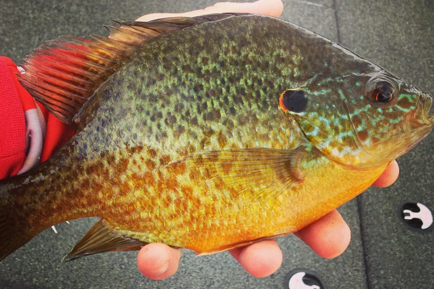 Fishing in Mississippi: The Ultimate Guide (Updated 2025) | Blog