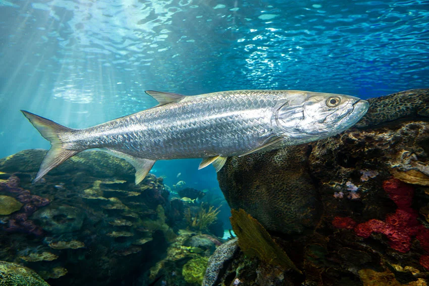 Fishing in Mississippi: The Ultimate Guide (Updated 2025) | Blog