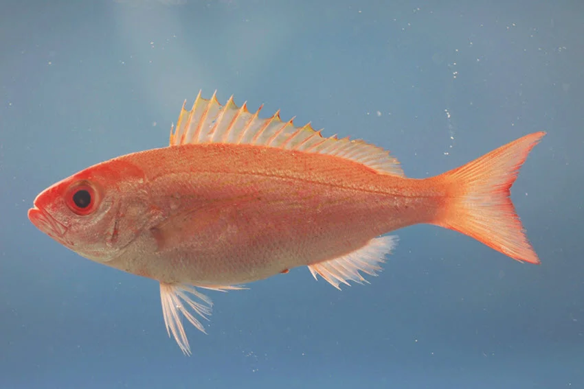 Vermilion Snapper vs. Red Snapper: Comparison in Depth (Updated 2025 ...